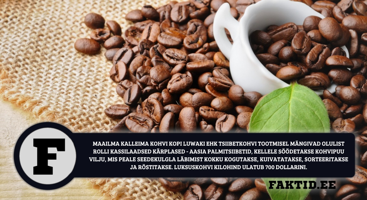 MAAILMA KALLEIMA KOHVI KOPI LUWAKI EHK TSIIBETKOHVI TOOTMISEL MÄNGIVAD ...